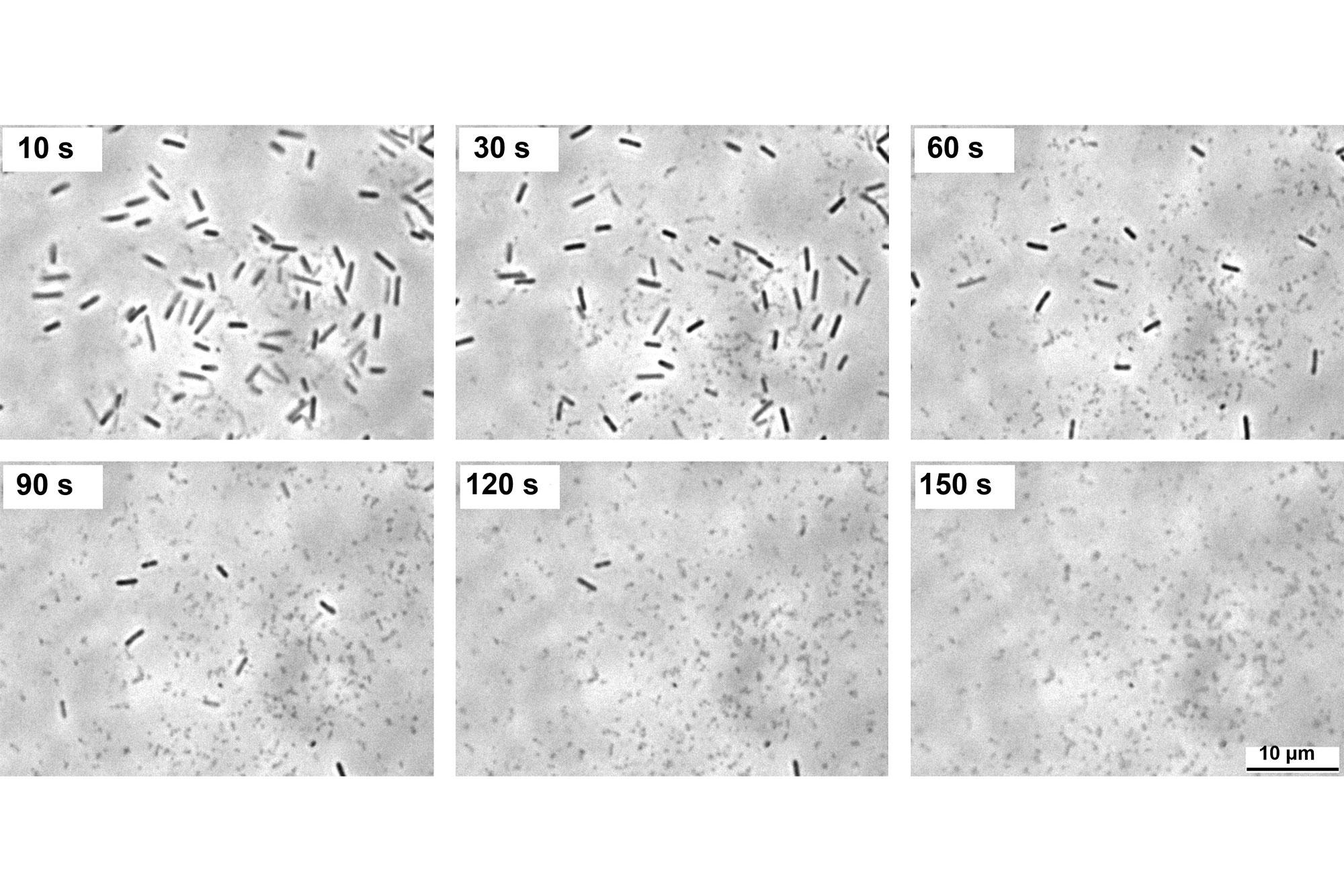 Exploiting the natural enemies of bacteria